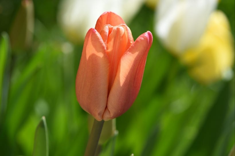 Book your Easter spray tan today! | Sienna X – Sienna X - Professional
